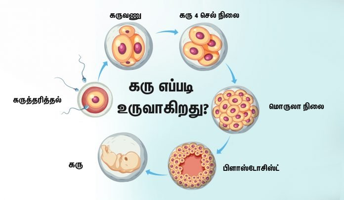 கரு பதியும் அறிகுறிகள் எப்படி இருக்கும்? Implantation Signs and ...